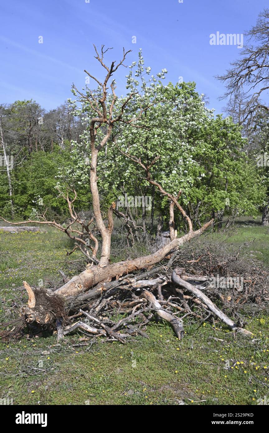 Dried trees, climate change, drought damage, Germany, Bavaria ...