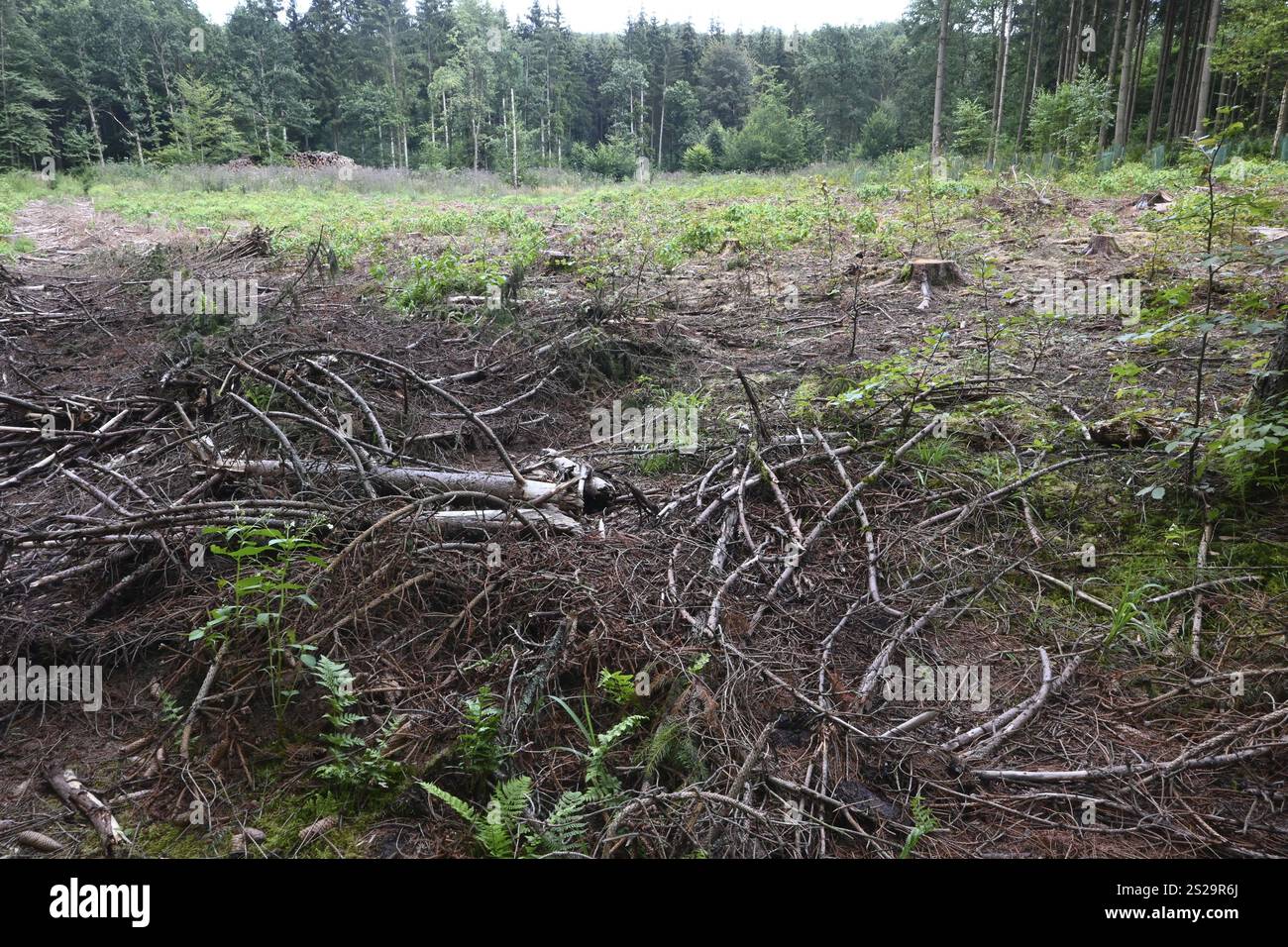 Harvest tracks in the forest, soil compaction, full harvester Stock ...
