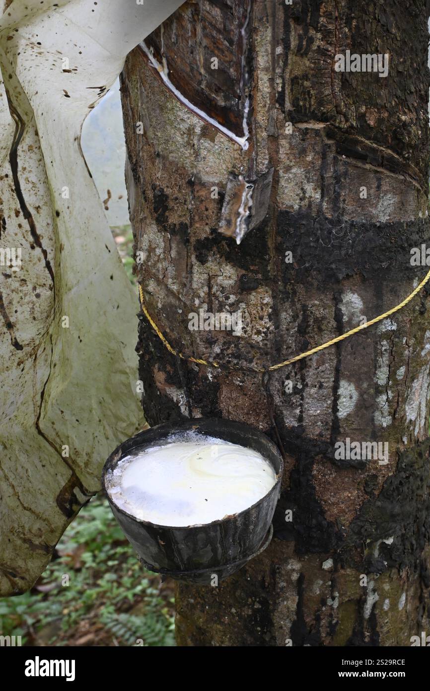 Rubber tree, Para rubber tree (Hevea brasiliensis), harvest, India ...