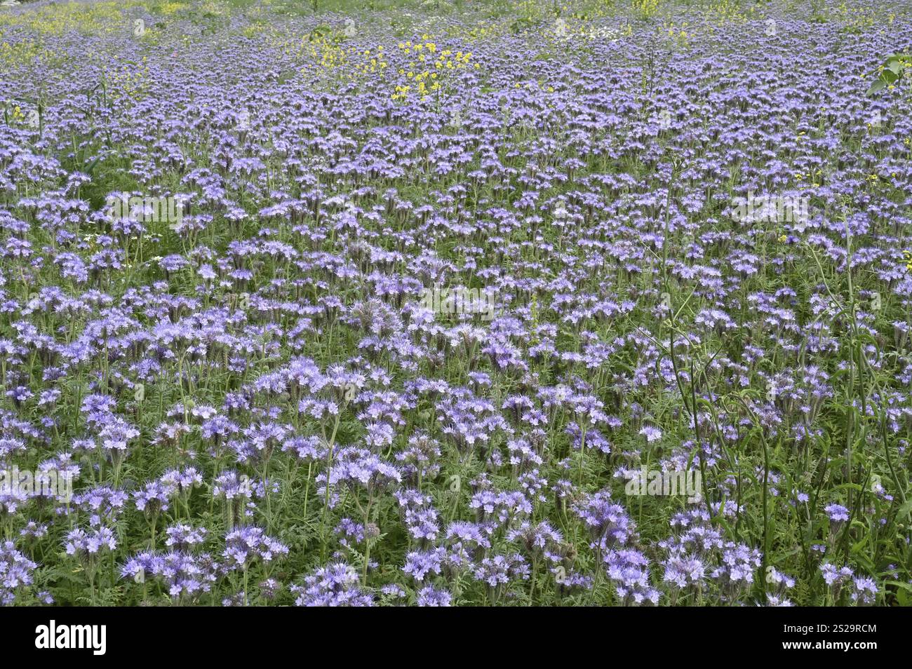 Bee pasture (Phacelia tanacetifolia), Phacelia, flower, bee pasture ...