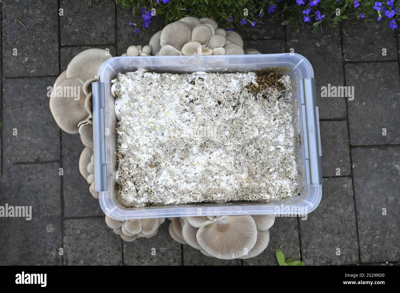 Oyster mushroom (Pleurotus ostreatus), cultivated mushroom, edible ...