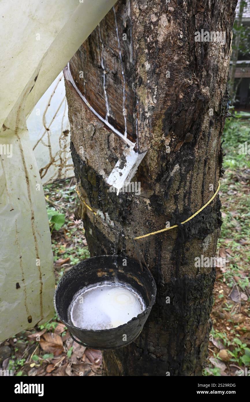 Rubber tree, Para rubber tree (Hevea brasiliensis), harvest, India ...