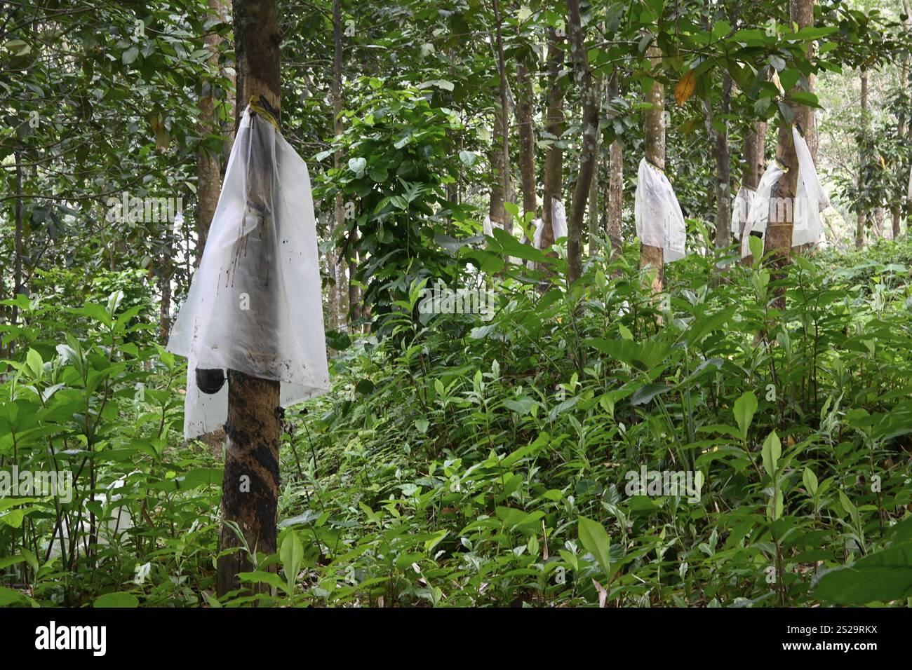 Rubber tree, Para rubber tree (Hevea brasiliensis), harvest, India ...