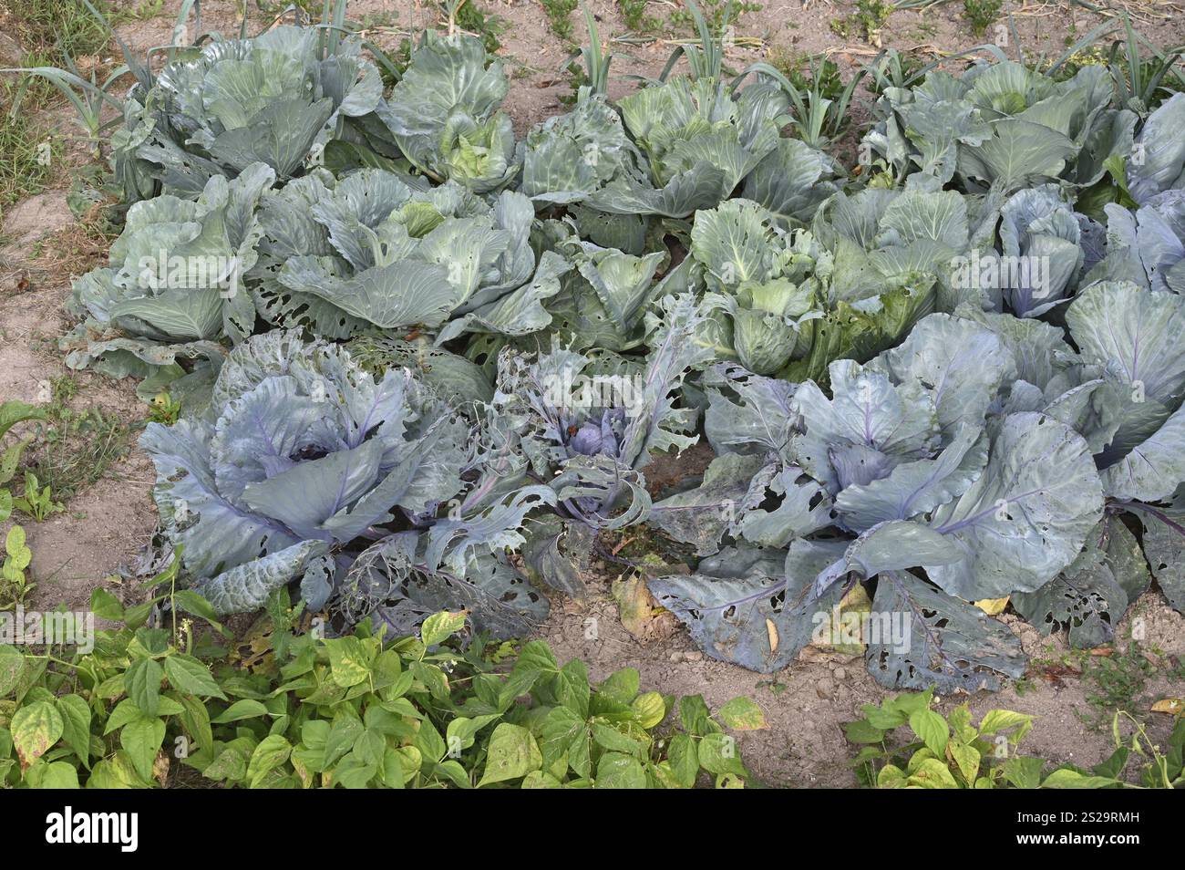 Slug feeding on cabbage plants, slug, Spanish slug (Arion vulgaris ...