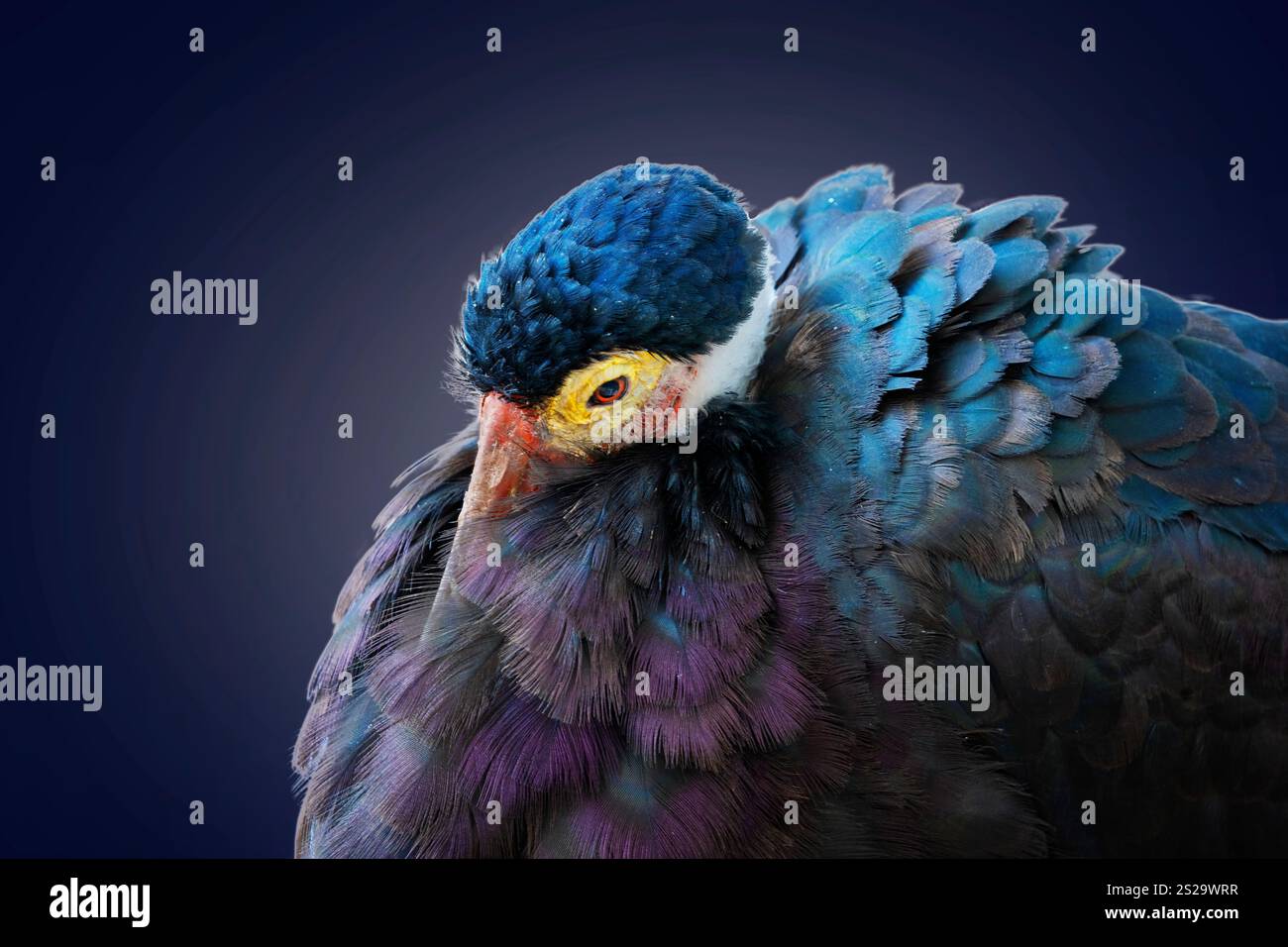 Medium sized stork hi-res stock photography and images - Alamy