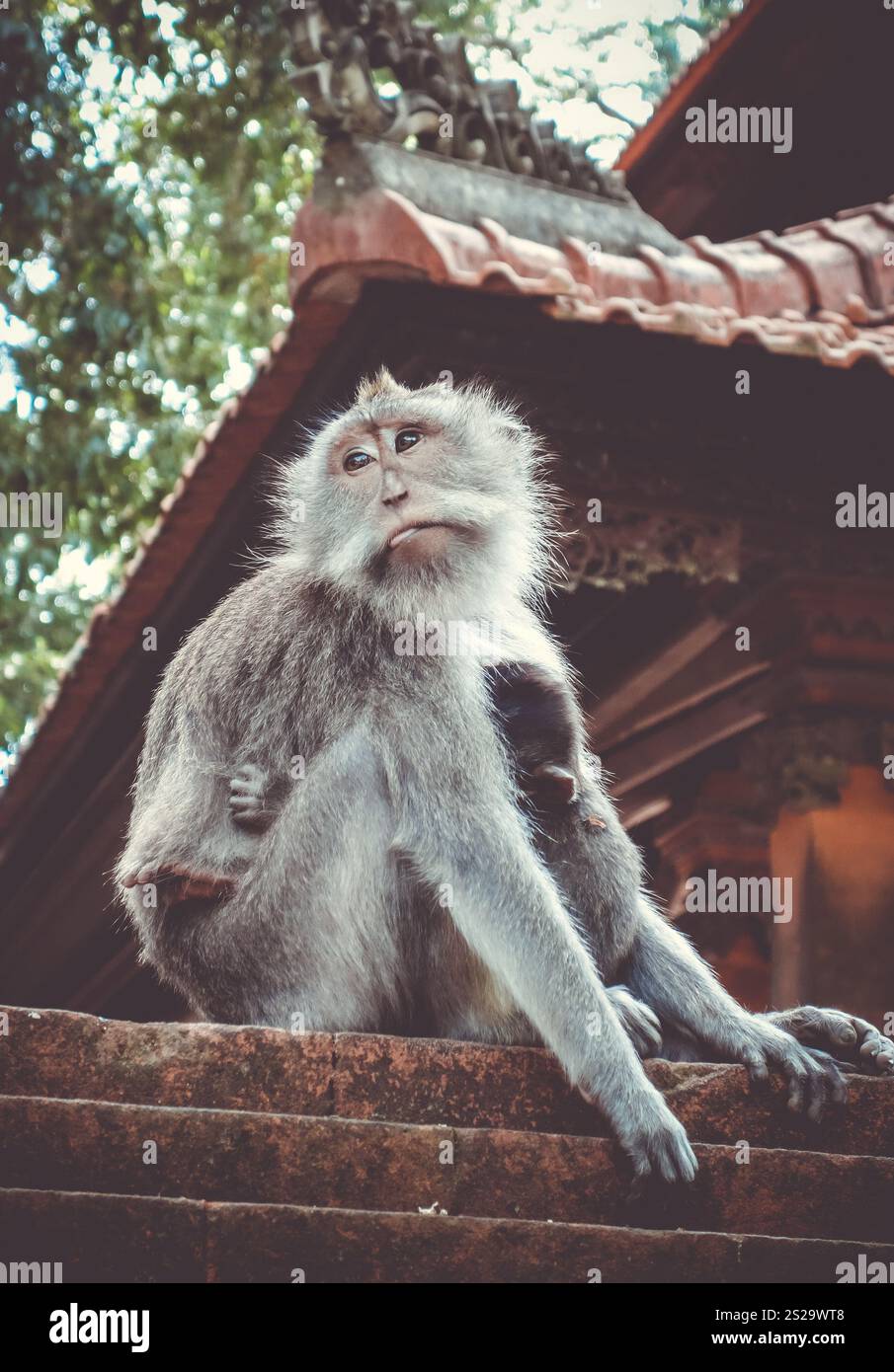 Monkeys on a temple roof in the sacred Monkey Forest, Ubud, Bali ...
