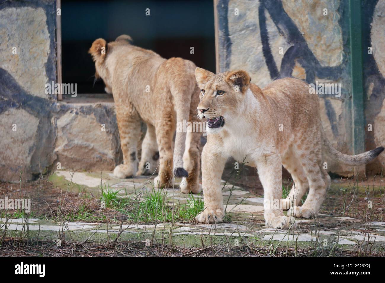 Young Lions Engaging in Exploration of Their Natural Habitat at Zoo ...