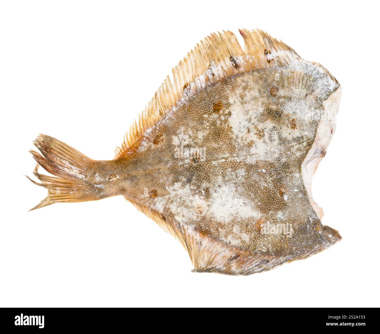 back side of raw frozen headless flounder fish isolated on white ...