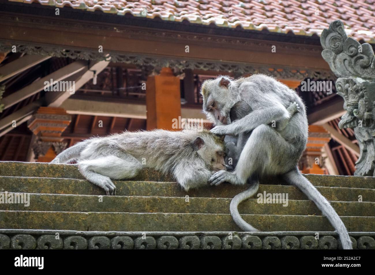 Monkeys on a temple roof in the sacred Monkey Forest, Ubud, Bali ...