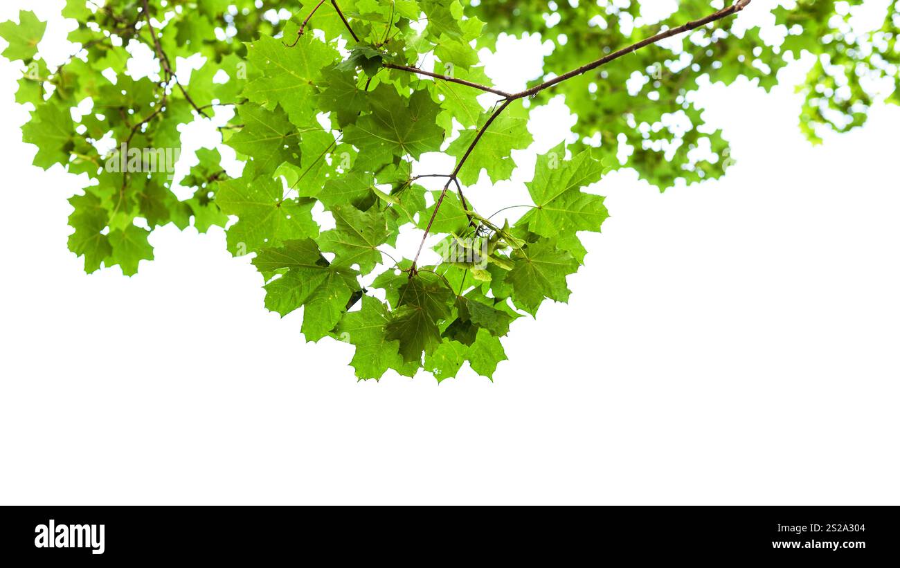 natural green branch of field maple tree isolated on white background ...