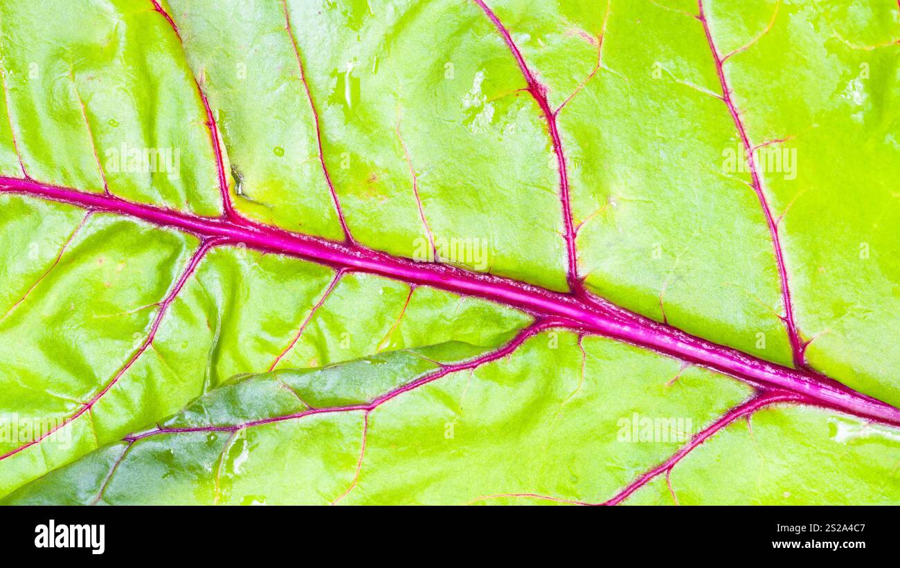 natural panoramic background - wet surface of fresh leaf of garden beet ...