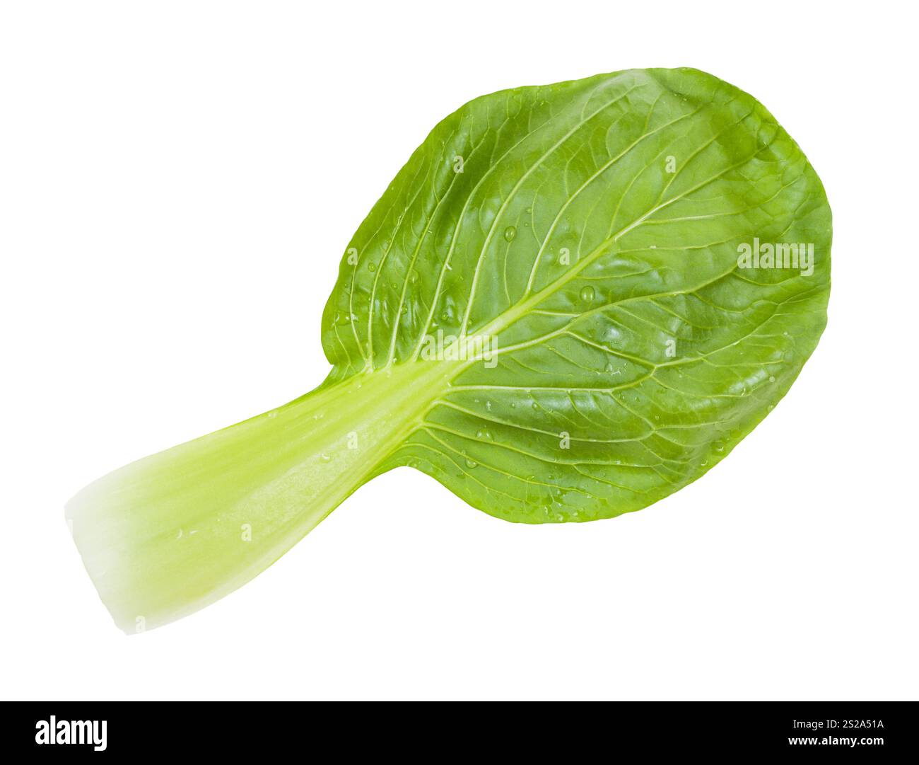 back side of leaf of bok choy ( pak choi) Chinese cabbage isolated on ...