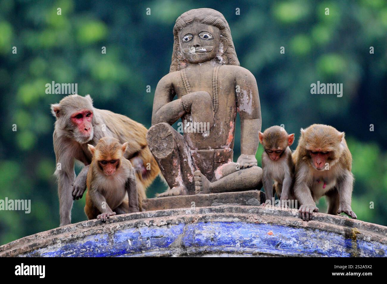 Rhesus macaques playing on a gate to a Hindu temple in Ayodhya, Uttar Pradesh, India Stock Photo ...