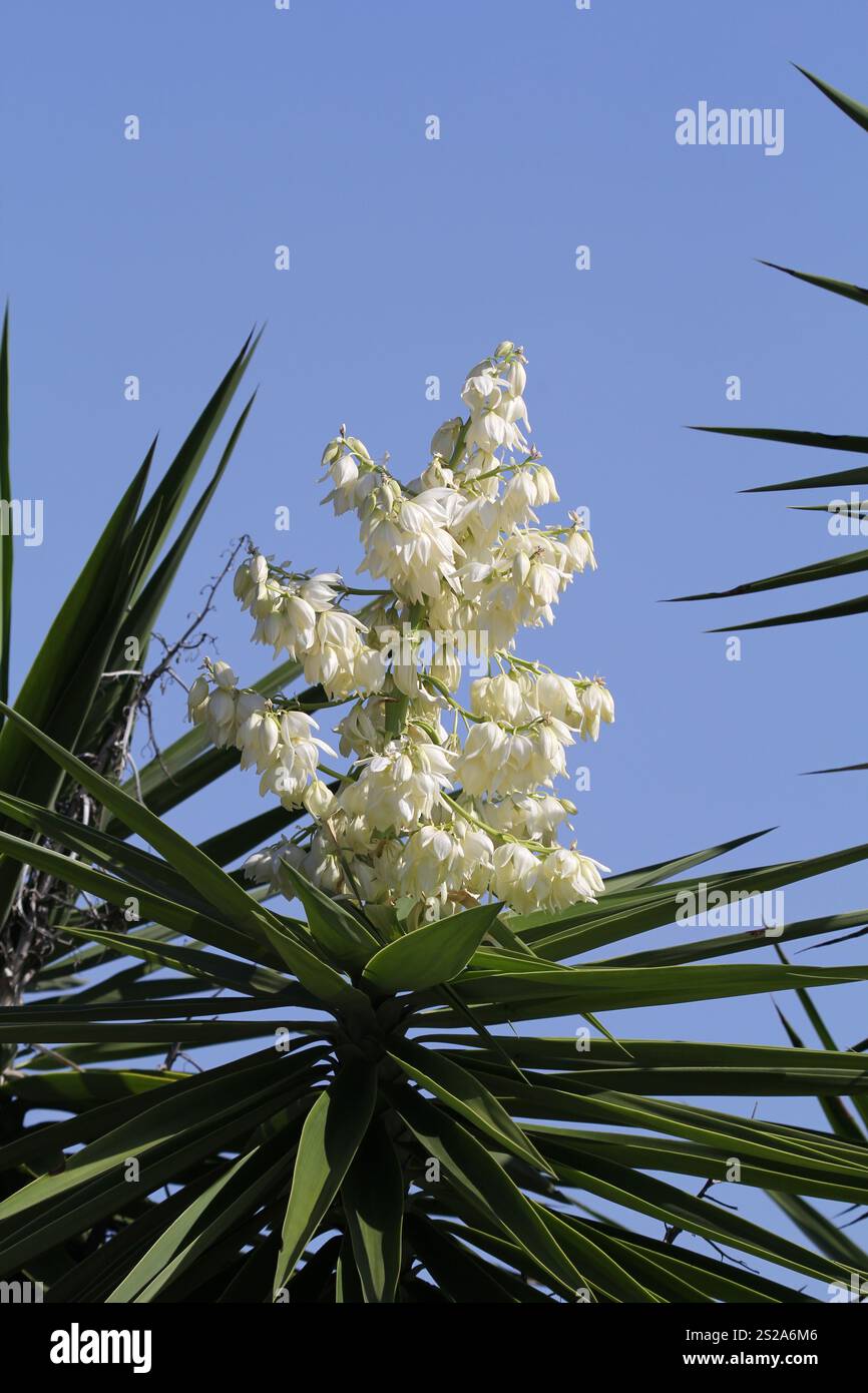 White flower on a yucca plant in a garden Stock Photo - Alamy