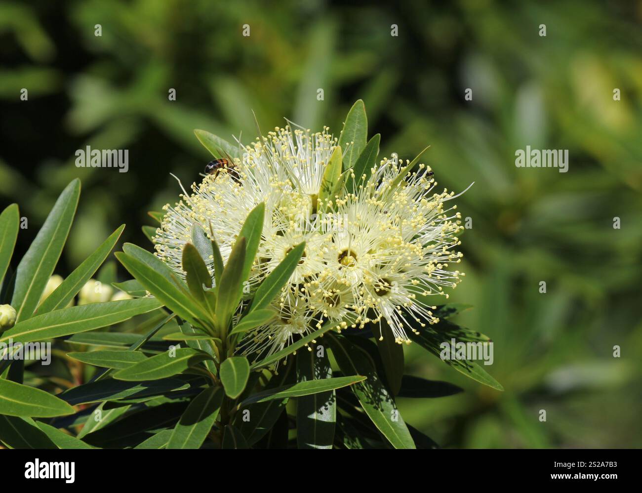White flowers on a Little Penda (Xanthostemon verticellatus) plant in a ...
