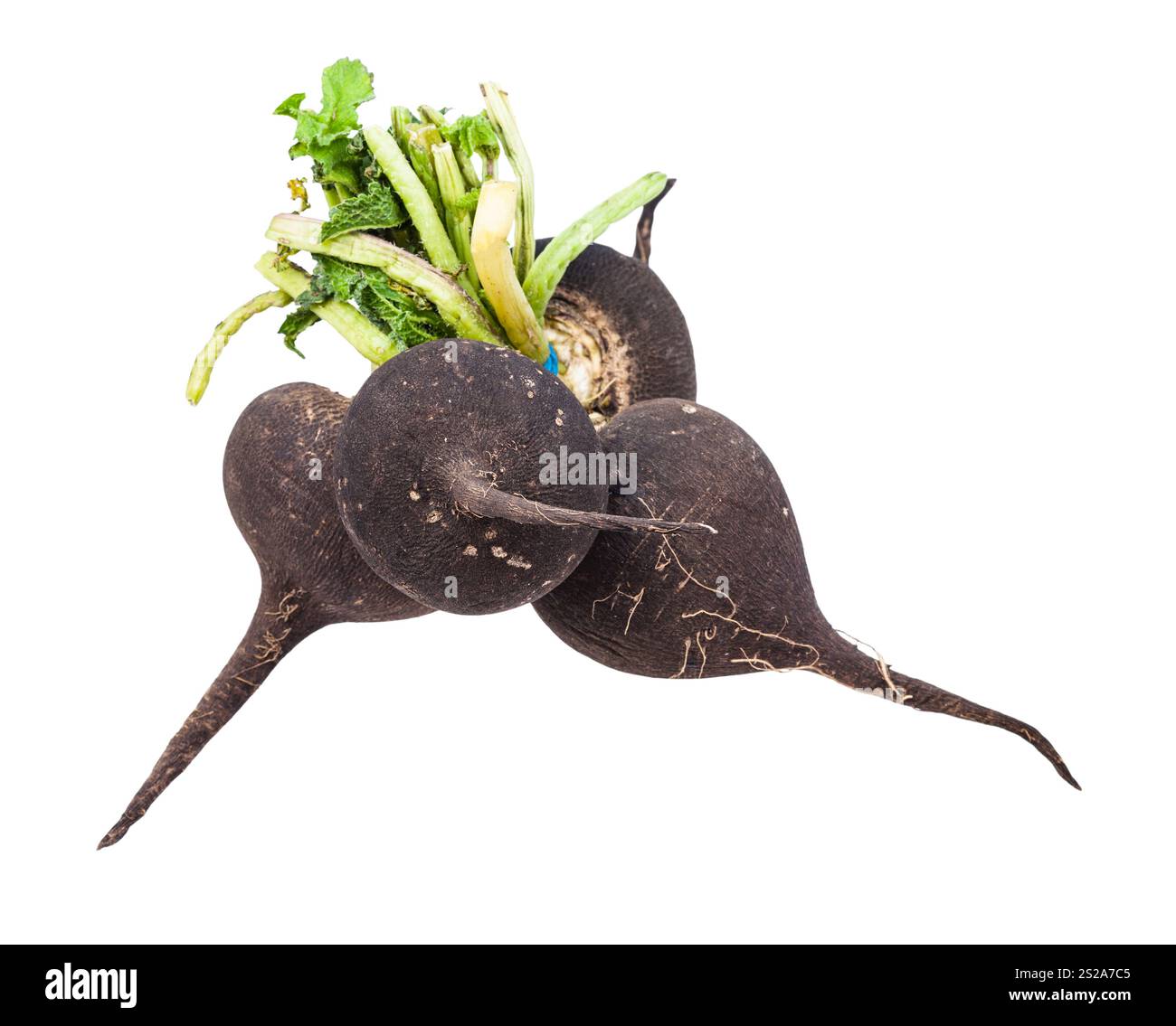 bunch of little black radish taproots with green foliage isolated on ...