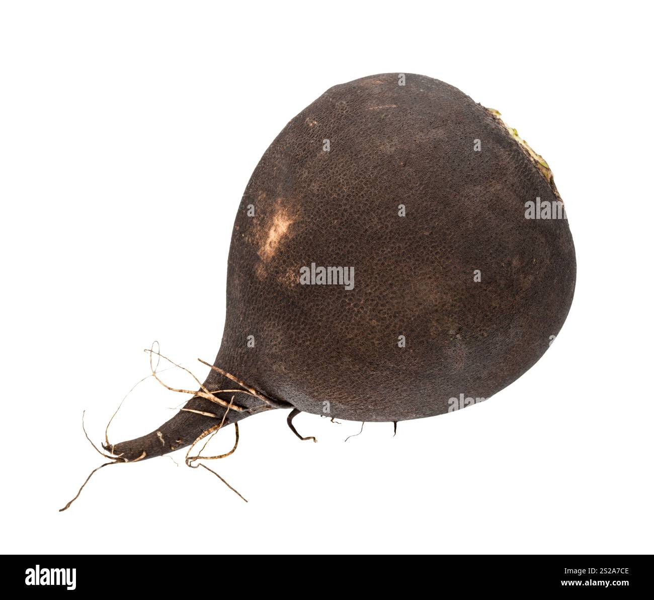 fresh black radish taproot isolated on white background Stock Photo - Alamy