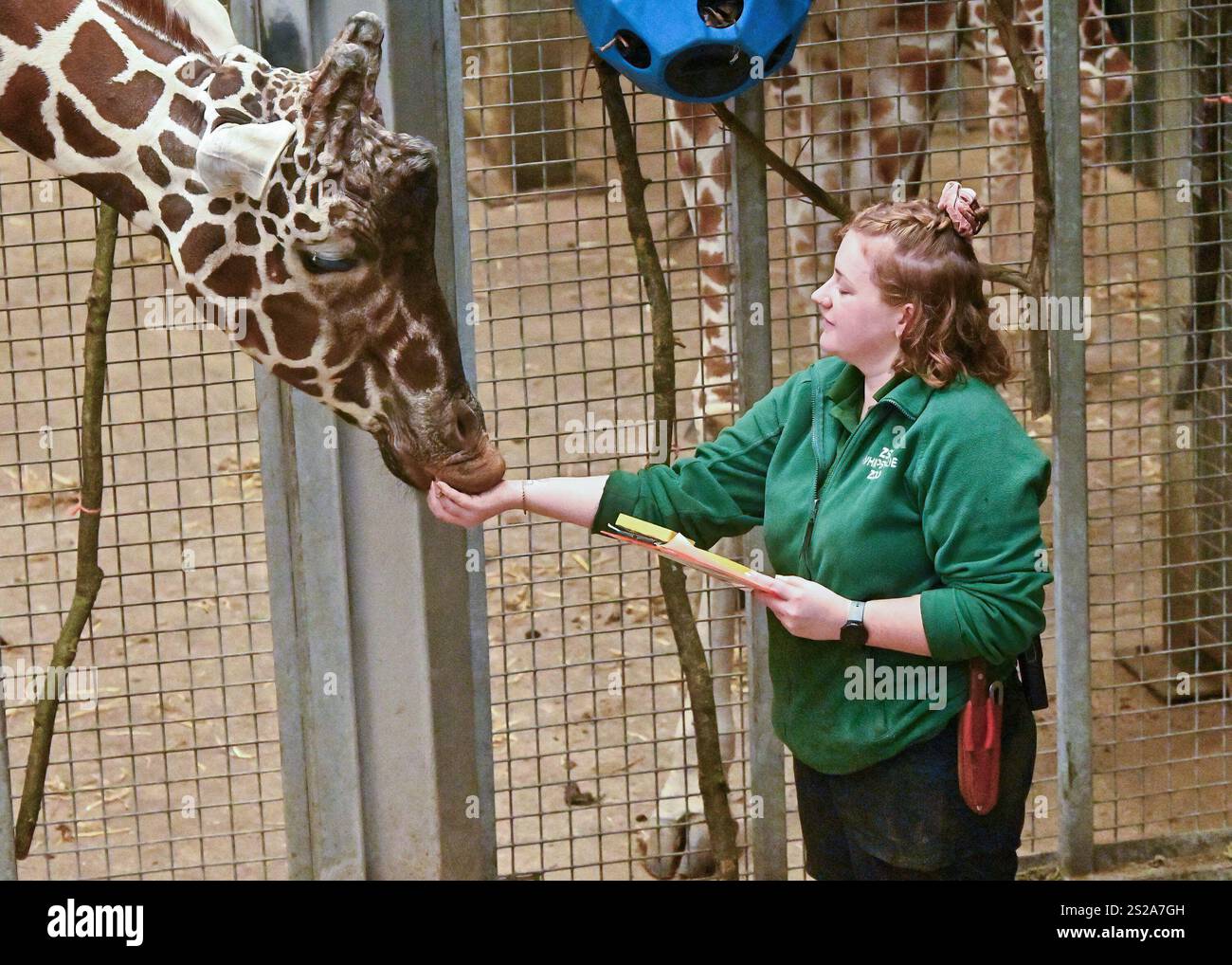 Helen Rawson, large hoofstock keeper Counts Endangered Reticulated ...