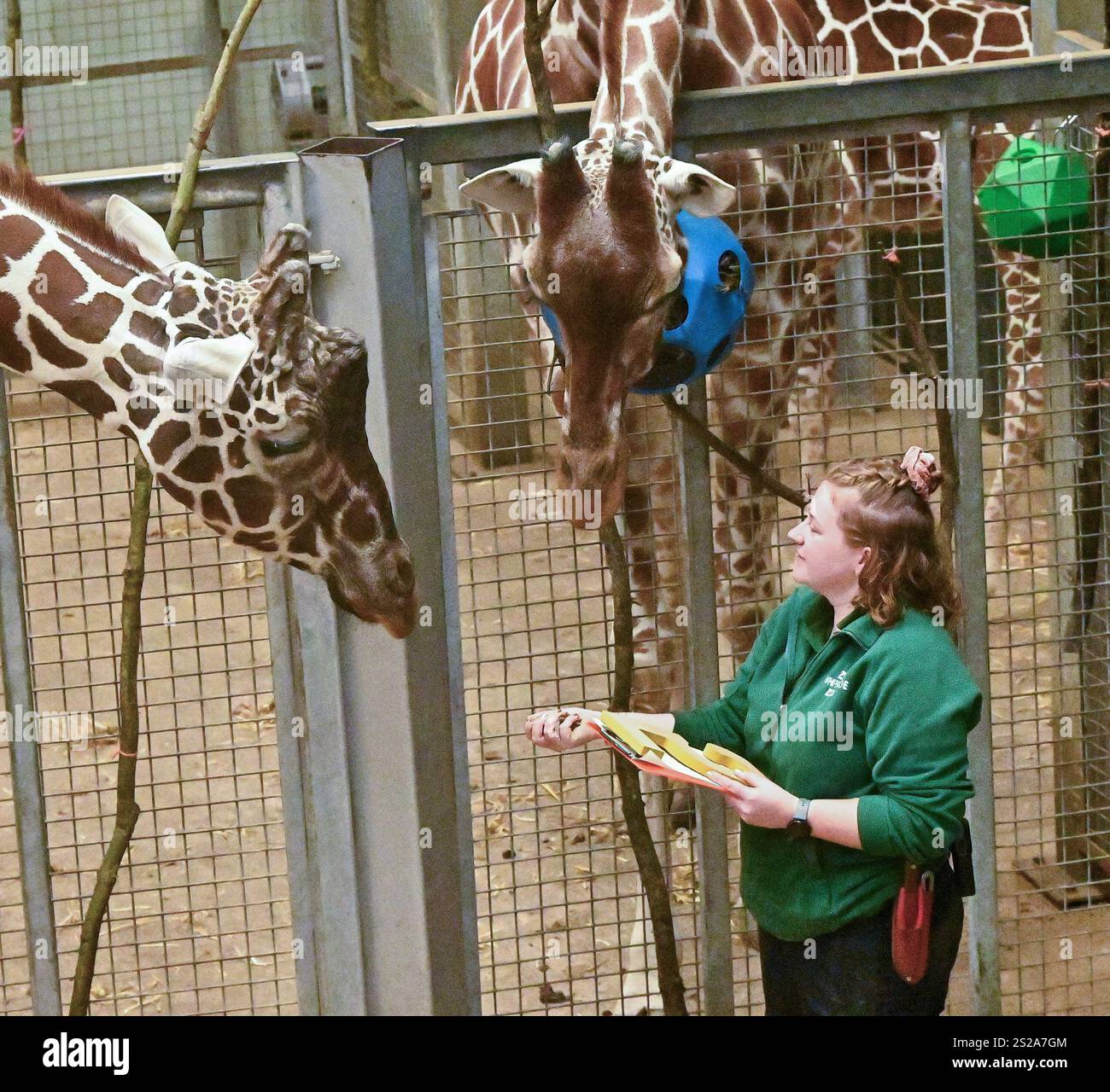 Helen Rawson, large hoofstock keeper Counts Endangered Reticulated ...