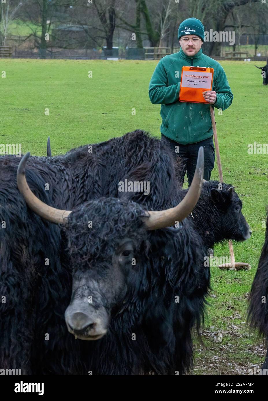 George Spooner, deer and antelope lead keeper counts the Yak during the ...