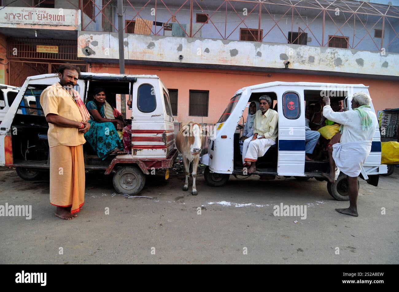 A cute young cow squeezed between large thee wheelers in Ayodhya, Uttar ...