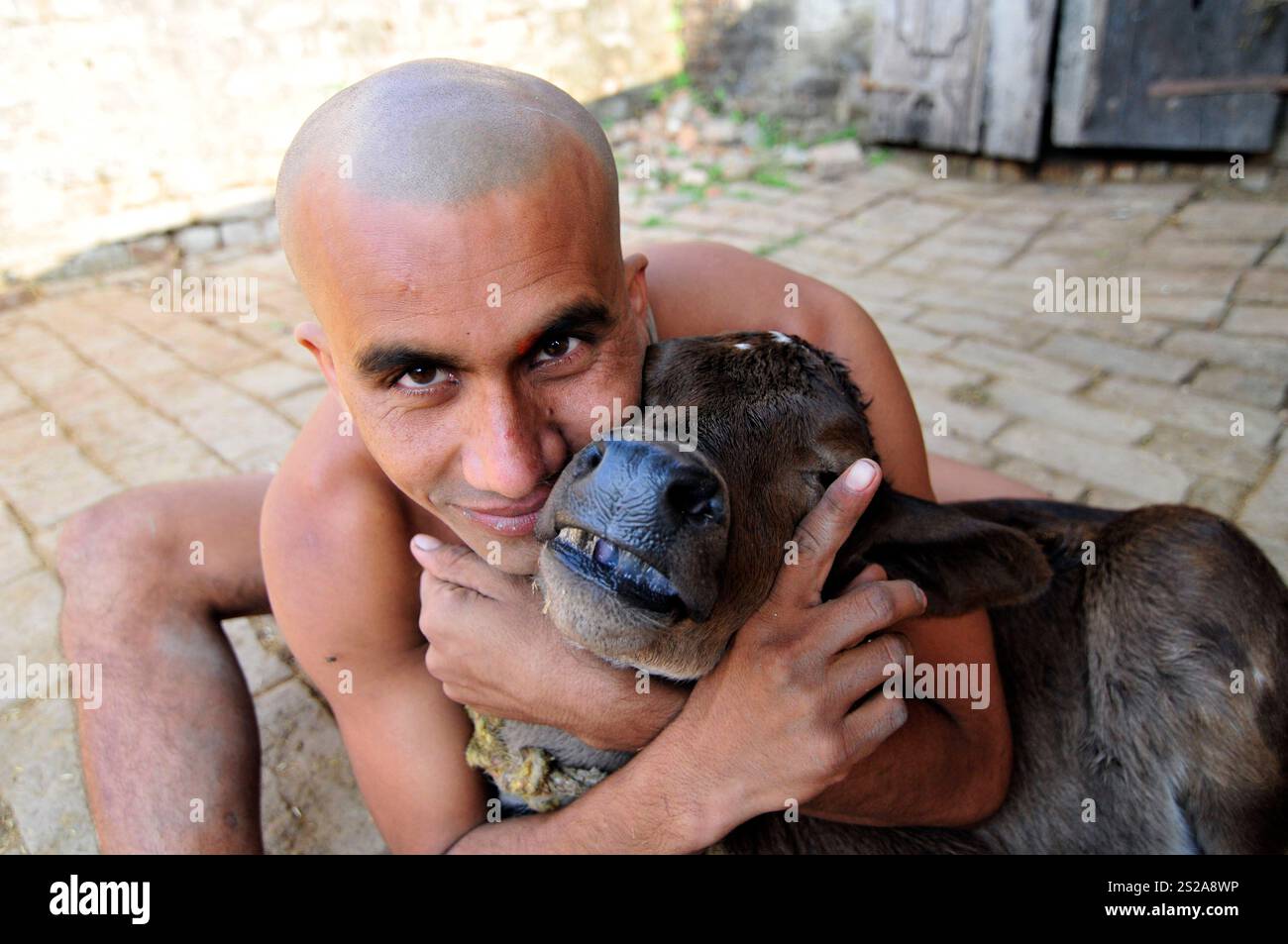 Portrait of a brahmin man hugging a calf cow in a small ashram in ...