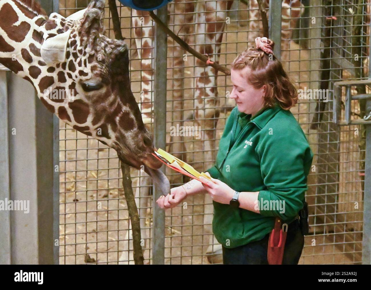 Dunstable, UK. 06th Jan, 2025. Helen Rawson, large hoofstock keeper ...