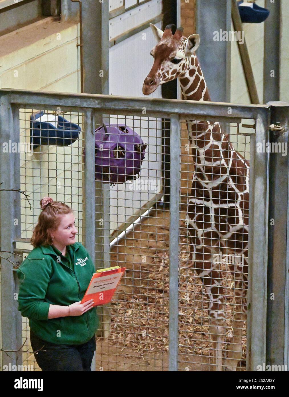 Dunstable, UK. 06th Jan, 2025. Helen Rawson, large hoofstock keeper ...