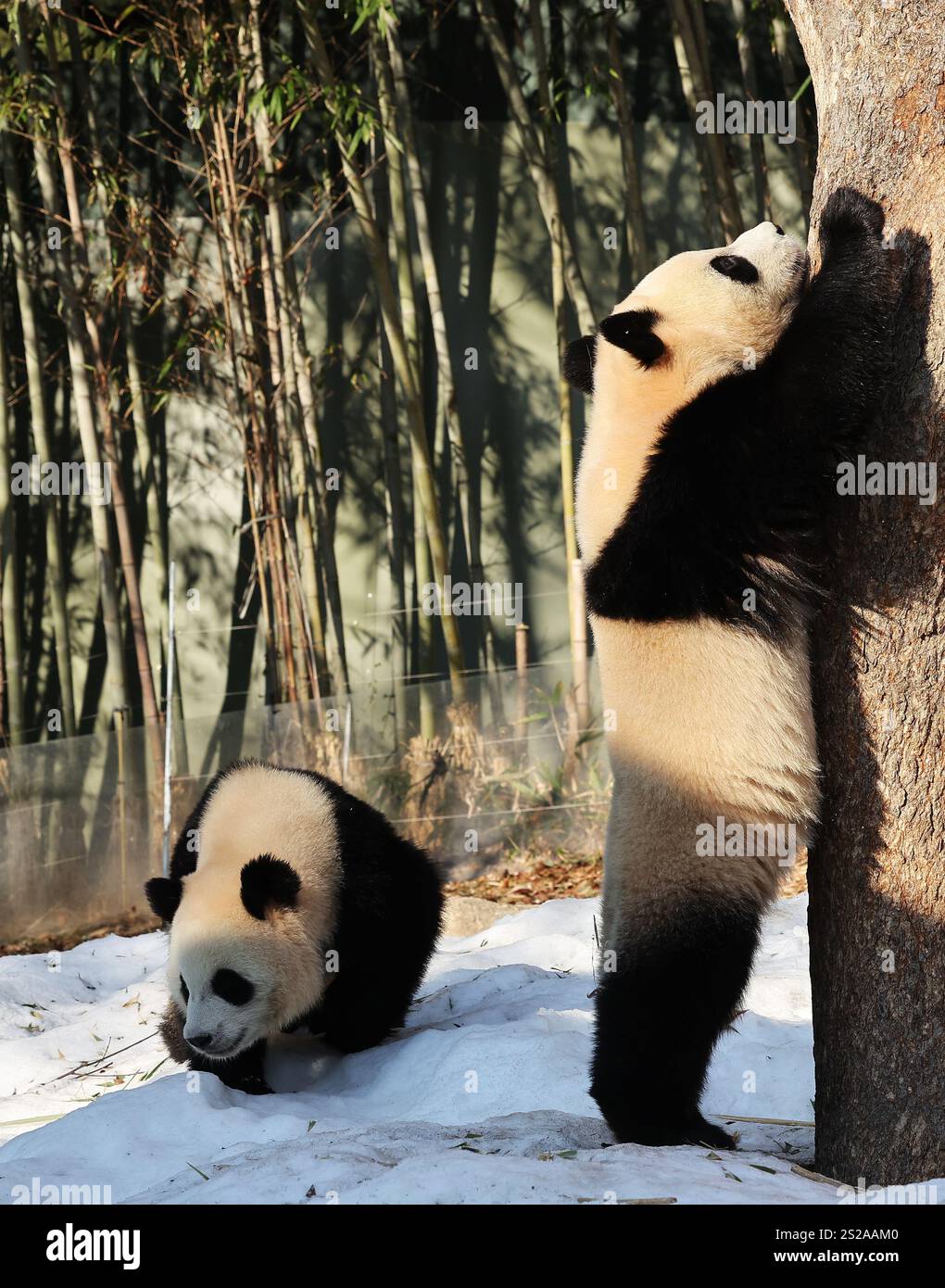 07th Jan, 2025. S. Korea-born twin giant pandas Twin female giant panda ...