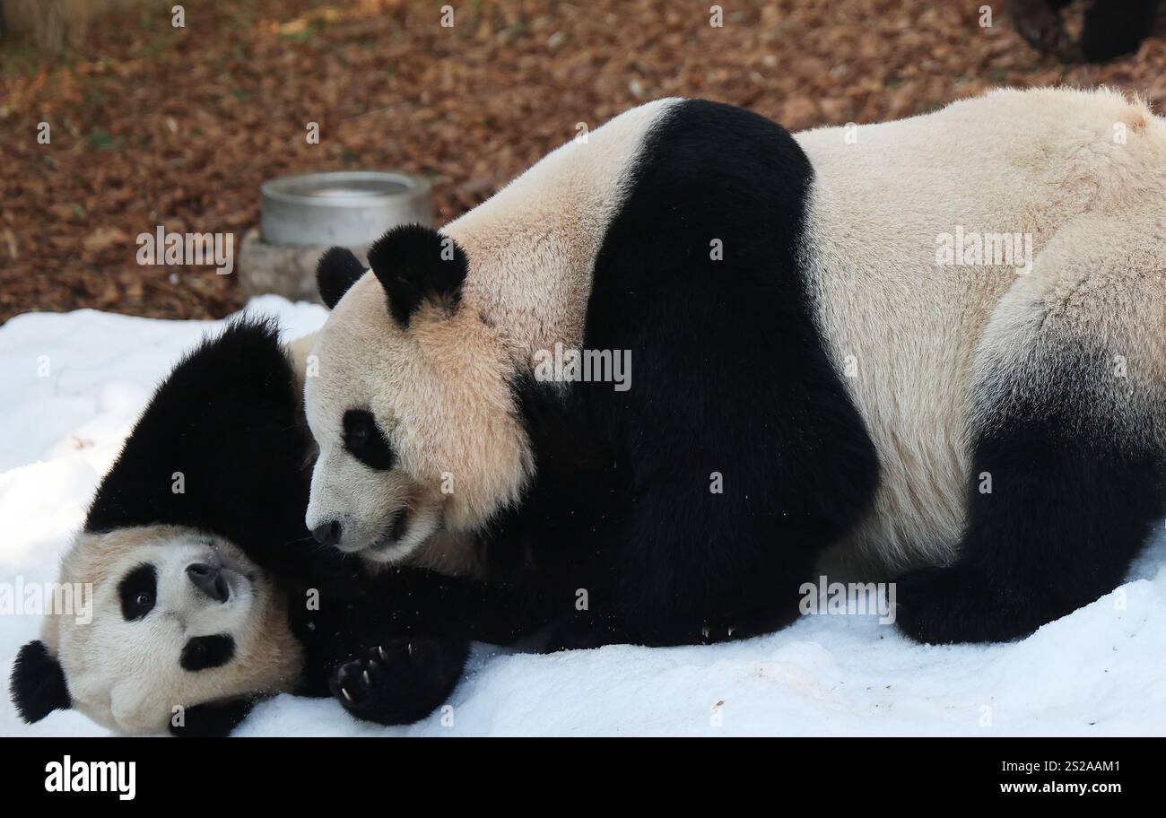 07th Jan, 2025. S. Korea-born twin giant pandas A twin female giant ...
