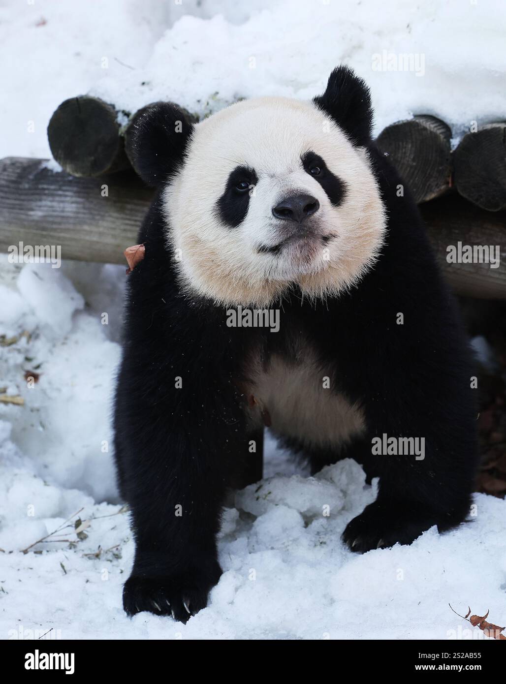 07th Jan, 2025. S. Korea-born twin giant pandas A twin female giant ...