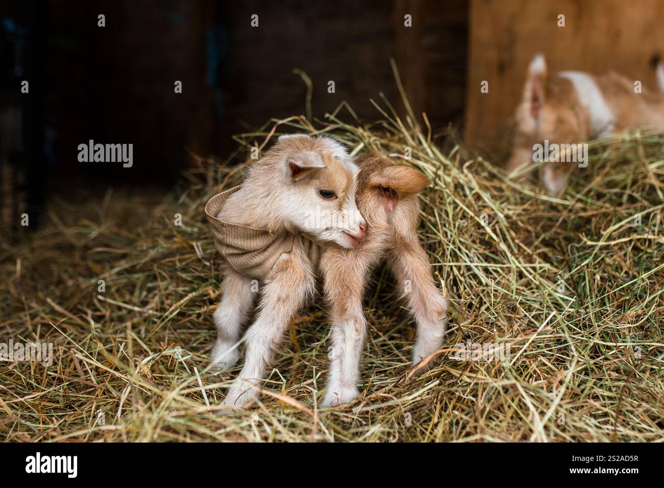 A two day old miniature goat scratching Stock Photo - Alamy