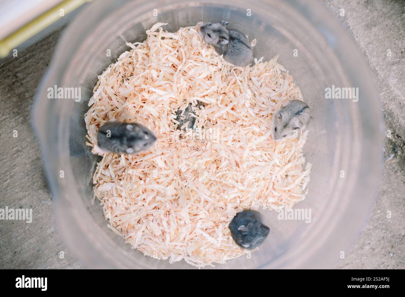 A cute hamster resting inside a round container, showcasing its small ...