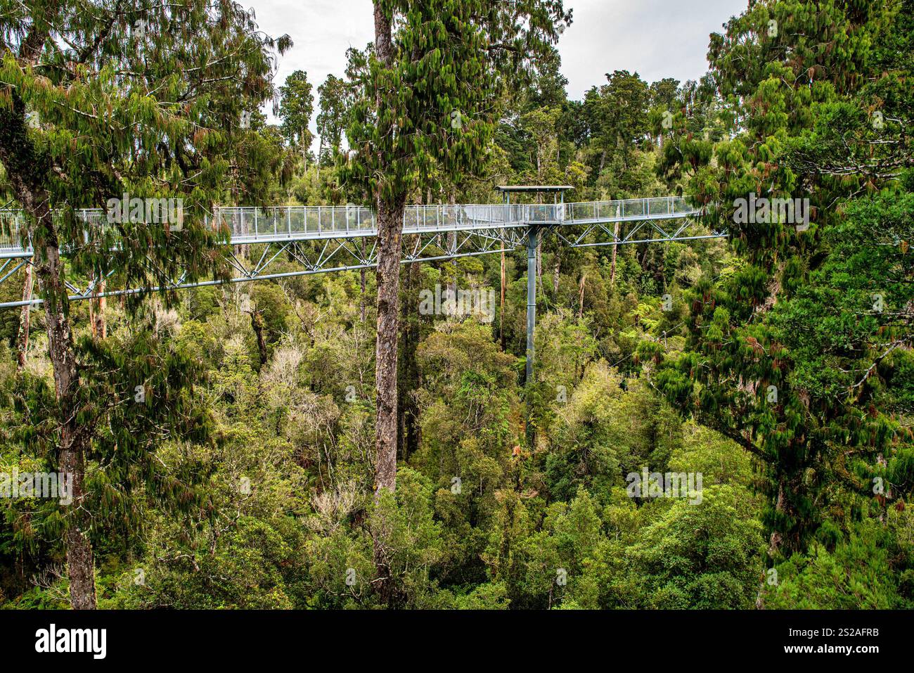 Hokitika tree walk scenery in the West Coast dense huge native rimu ...