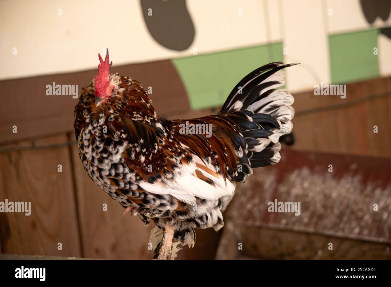 the rooster is black and white with a red comb Stock Photo - Alamy