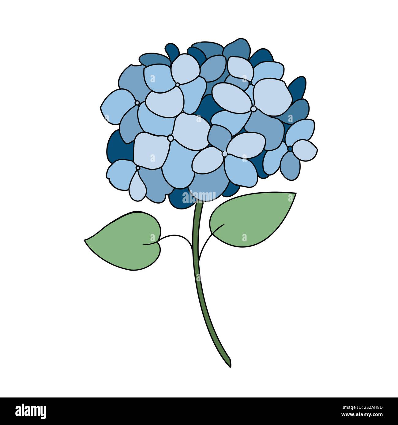Hand drawn illustration with hydrangea flower Stock Photo - Alamy