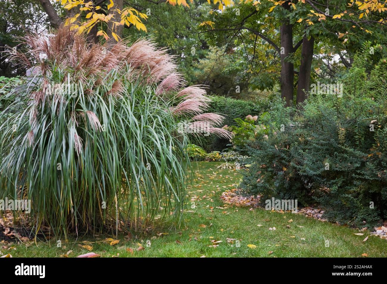 Miscanthus sinensis ‘November Sunset’ - Ornamental Grass plant in ...