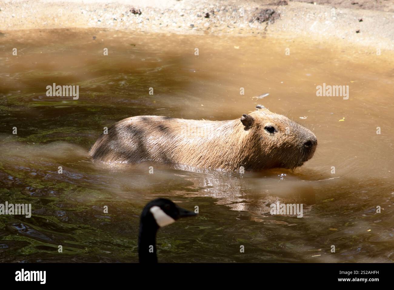 Capybara is a giant cavy rodent native to South America. It is the ...