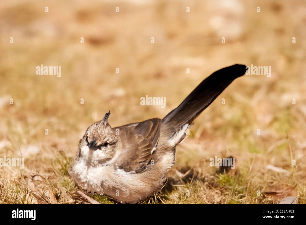 The chirruping wedgebill is plain gray plump songbird with dark tail ...