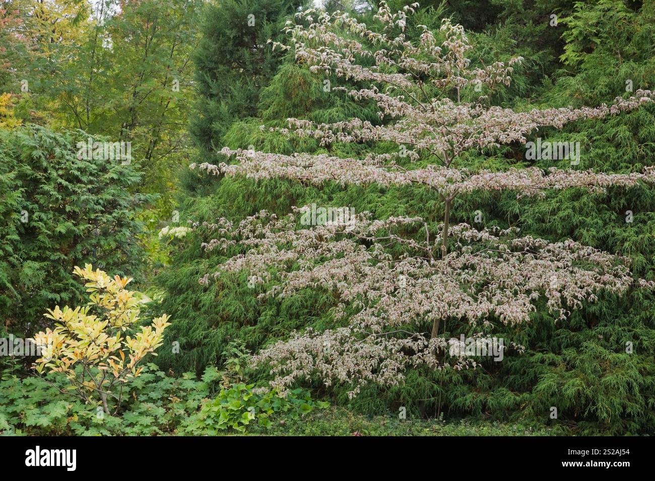 Yellow Magnolia stellata shrub and Cornus alternifolia - Pagoda Dogwood ...