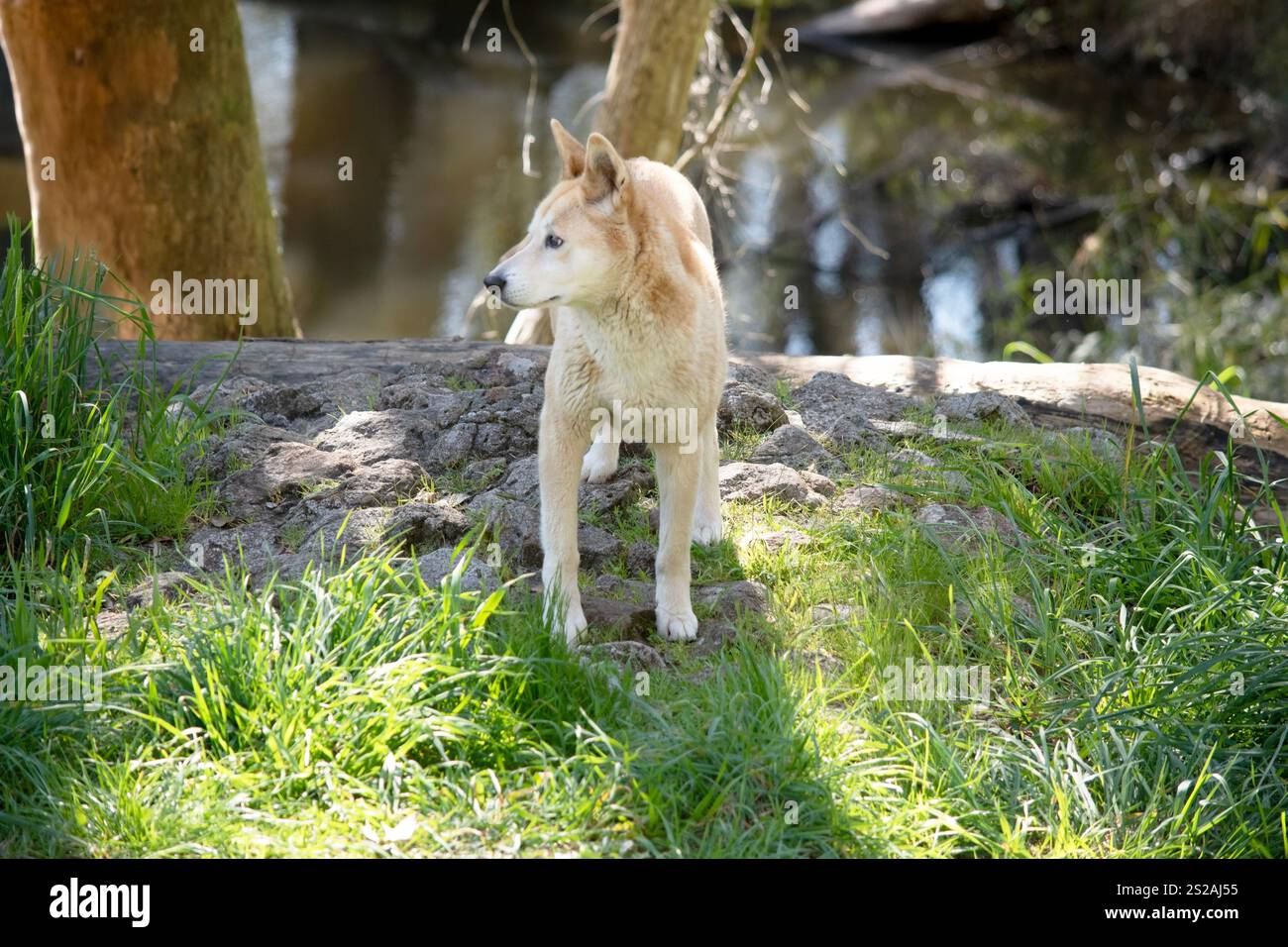 Dingos are a dog-like wolf. Dingos have a long muzzle, erect ears and ...