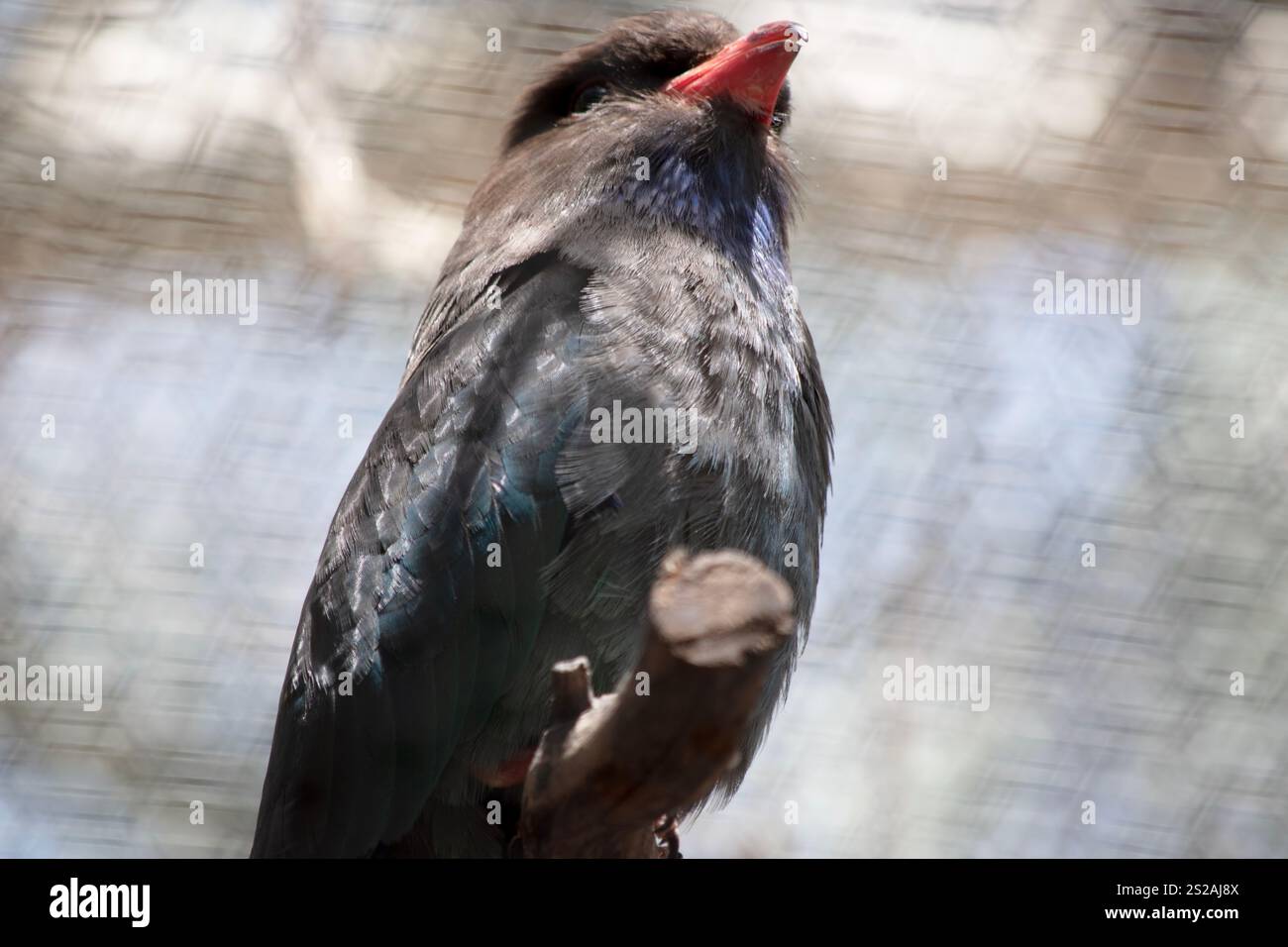 The dollar bird has mostly dark brown upperparts, washed heavily with ...