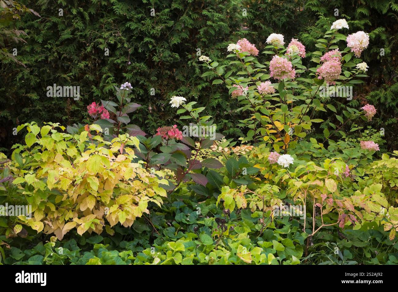 Pink hydrangea flowers in a garden border in a landscaped residential ...