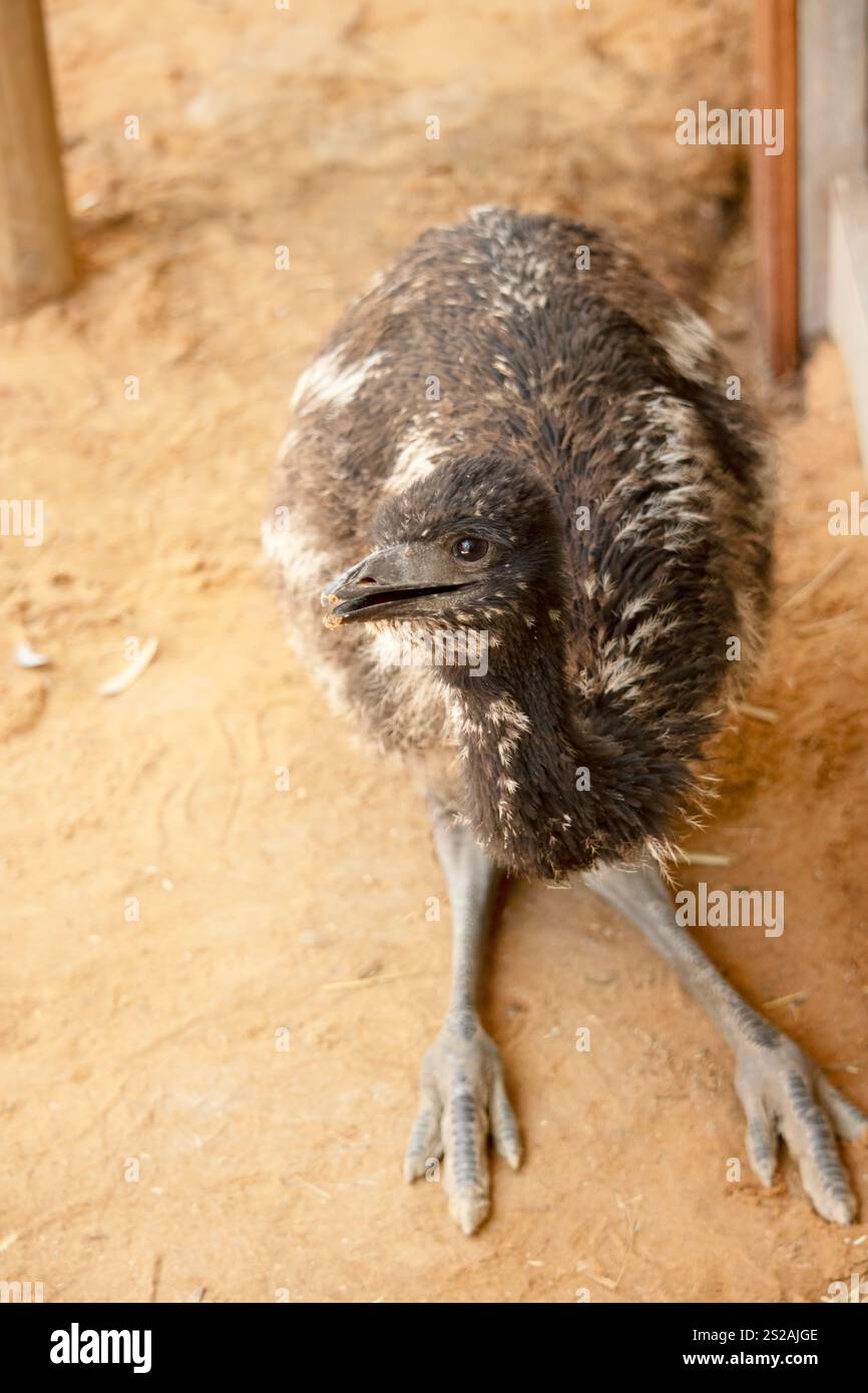 Emu chicks are grey with brown stripes, helping them camouflage from ...
