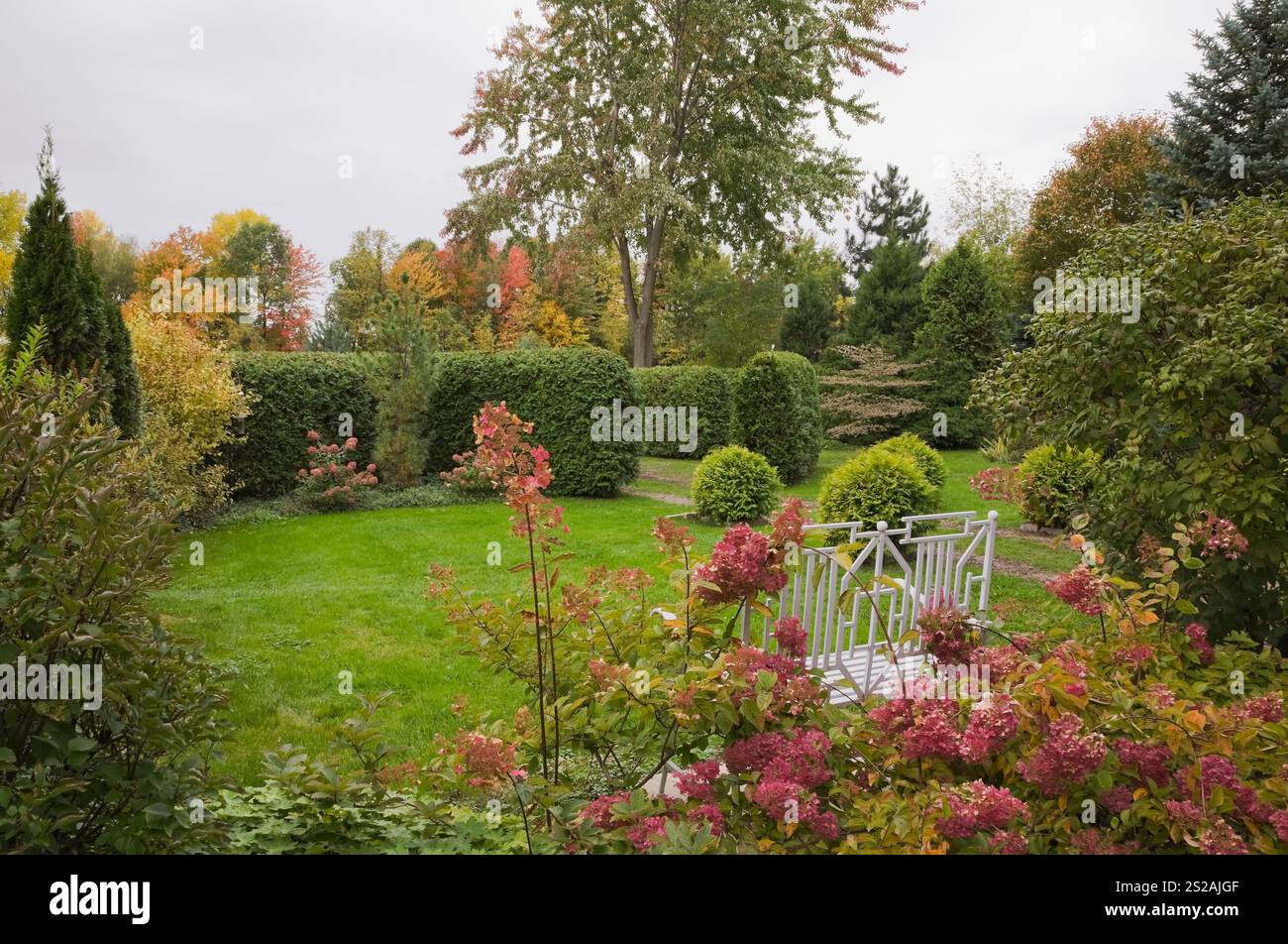 Hydrangea paniculata 'Ruby and Burgundy Lace' shrubs next to white ...