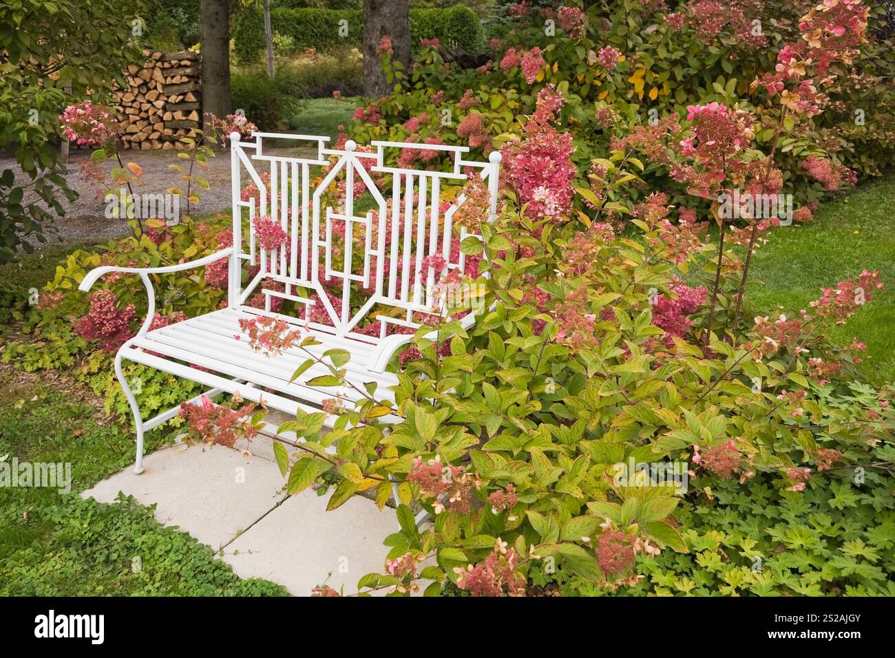 Hydrangea paniculata 'Ruby and Burgundy Lace' shrubs next to white ...