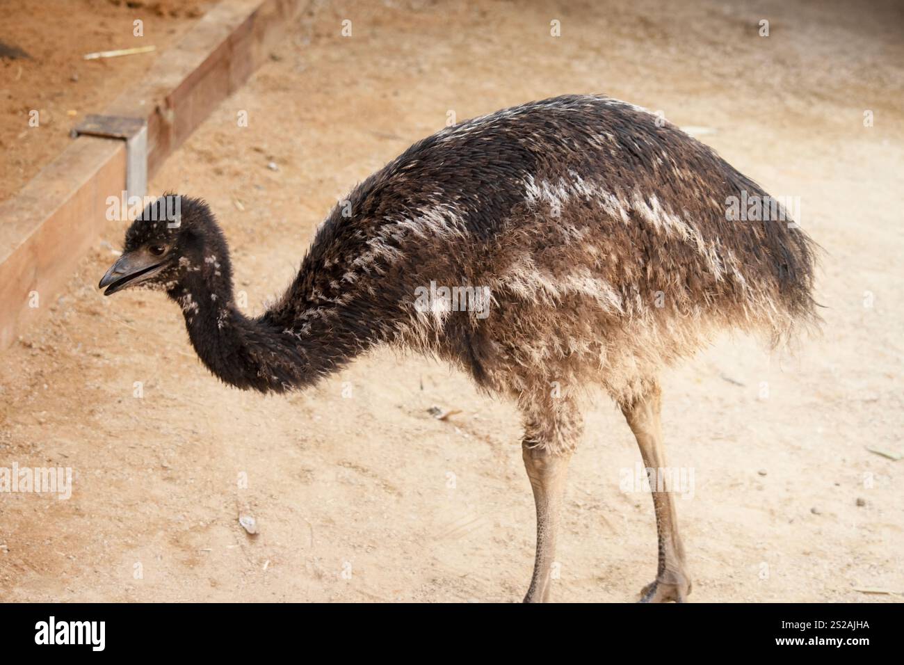 Emu chicks are grey with brown stripes, helping them camouflage from ...