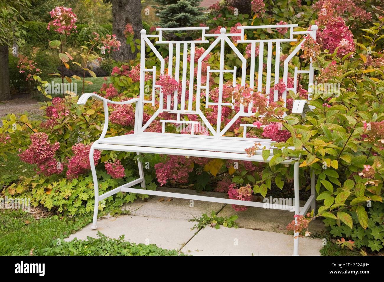 Hydrangea paniculata 'Ruby and Burgundy Lace' shrubs next to white ...