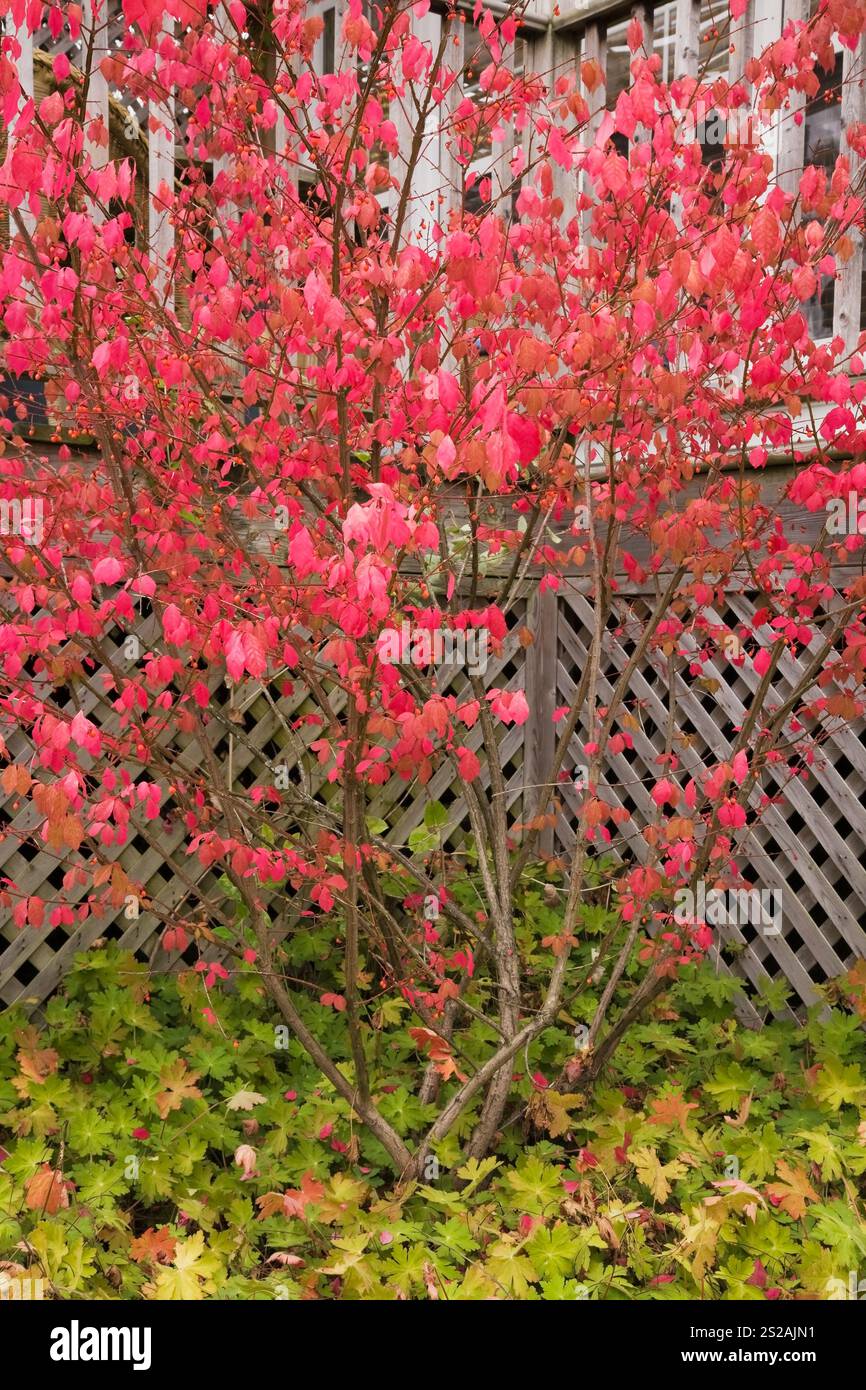 Euonymus alatus - Spindle Tree with red leaves in autumn next to raised ...