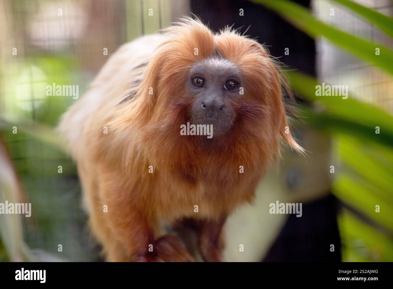 The golden lion tamarin, also known as the golden marmoset, is a small ...